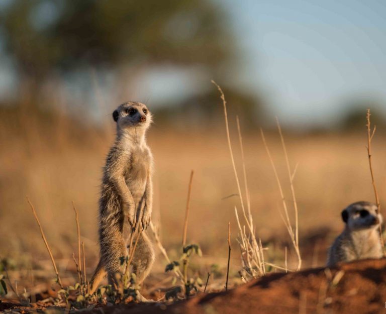 A Kalahari Desert Special: Meerkat Wonderland at Tswalu | Completely ...