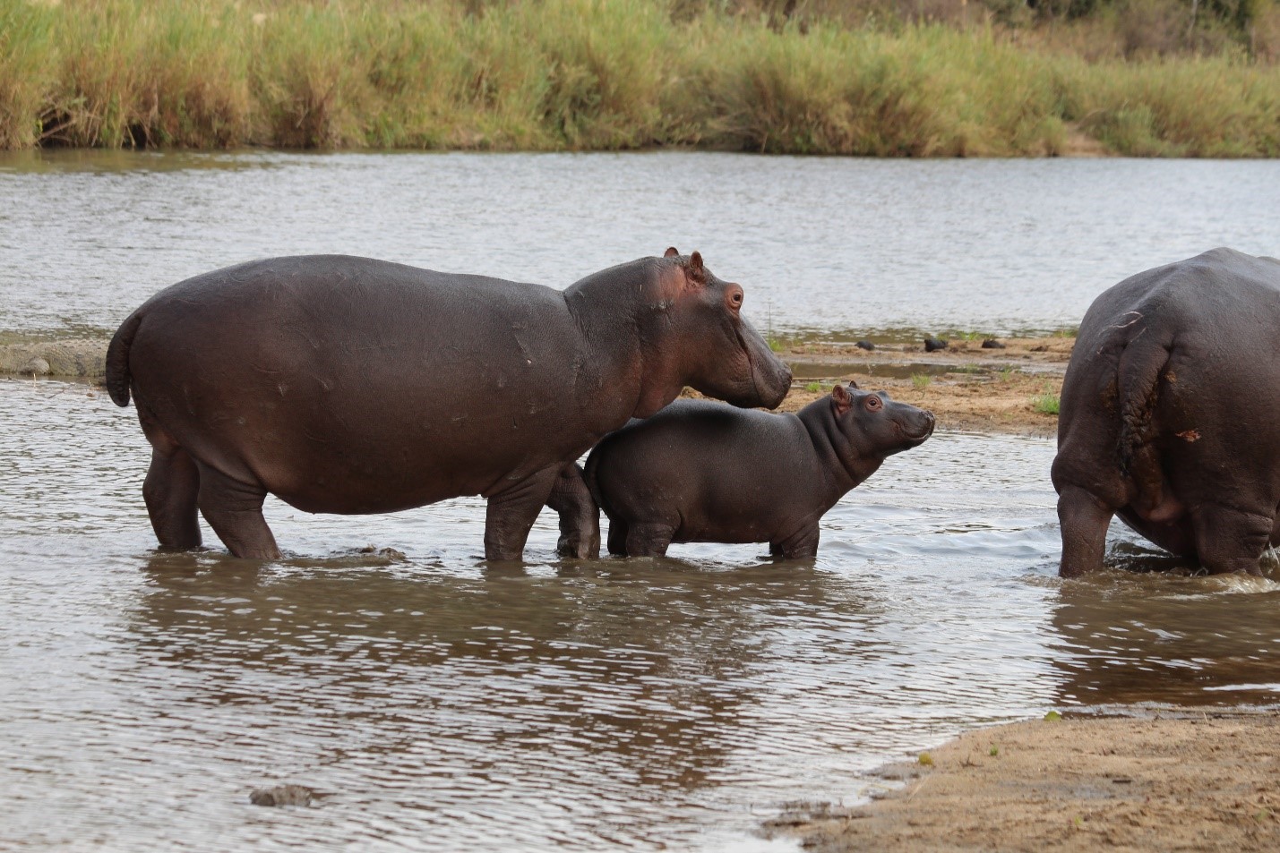 Where to Spend Your First Safari | Completely Unique Safaris