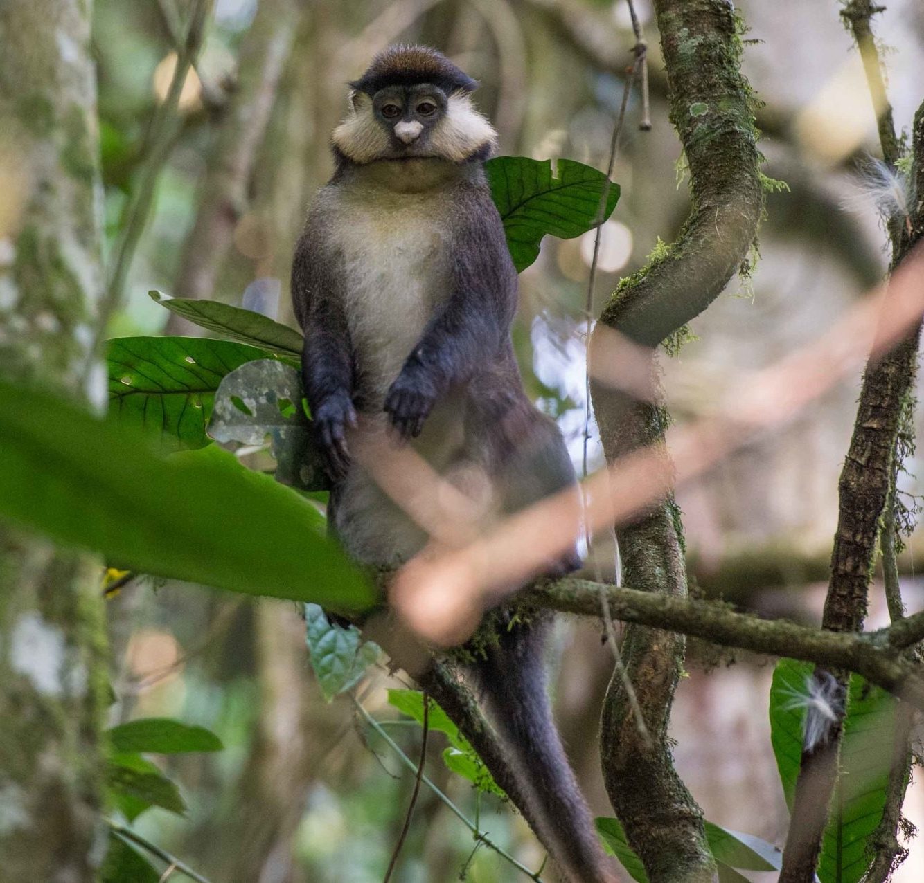 Kibale Forest National Park: Why it is one of the best places to go ...