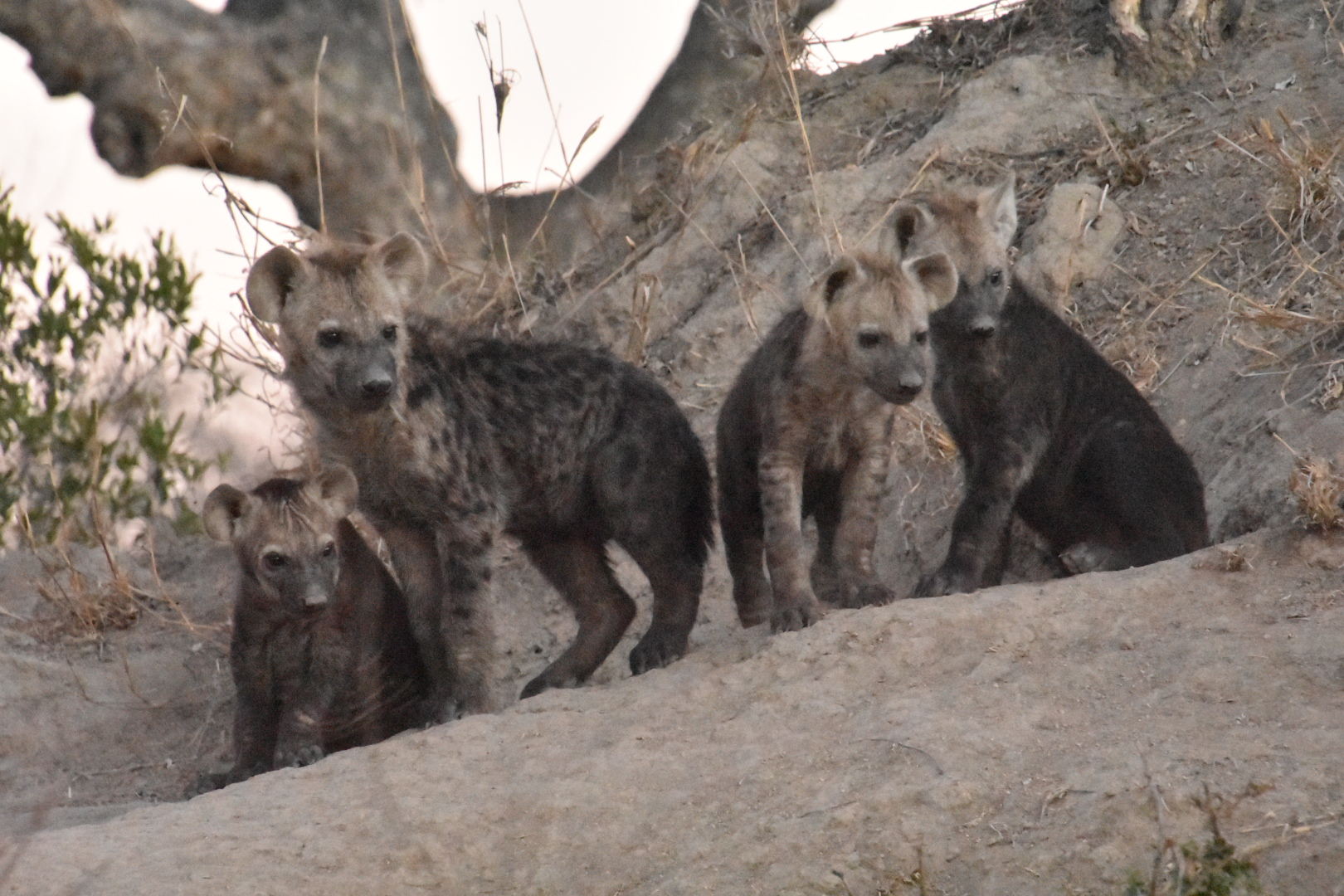 Spotted Hyena – Africa's Ultimate Carnivore? | Completely Unique Safaris