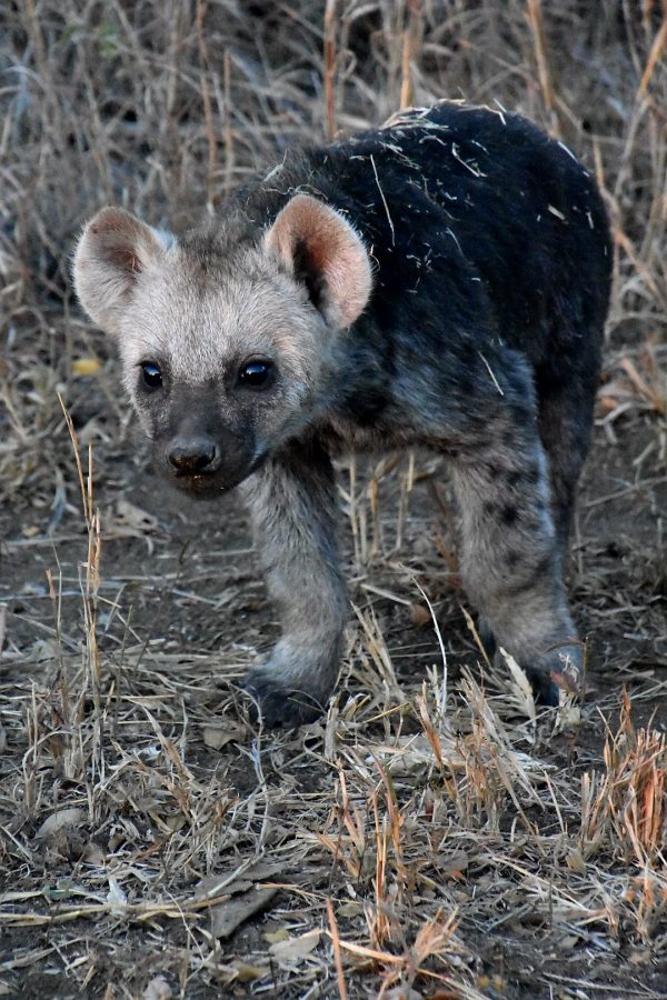 Spotted Hyena – Africa's Ultimate Carnivore? | Completely Unique Safaris