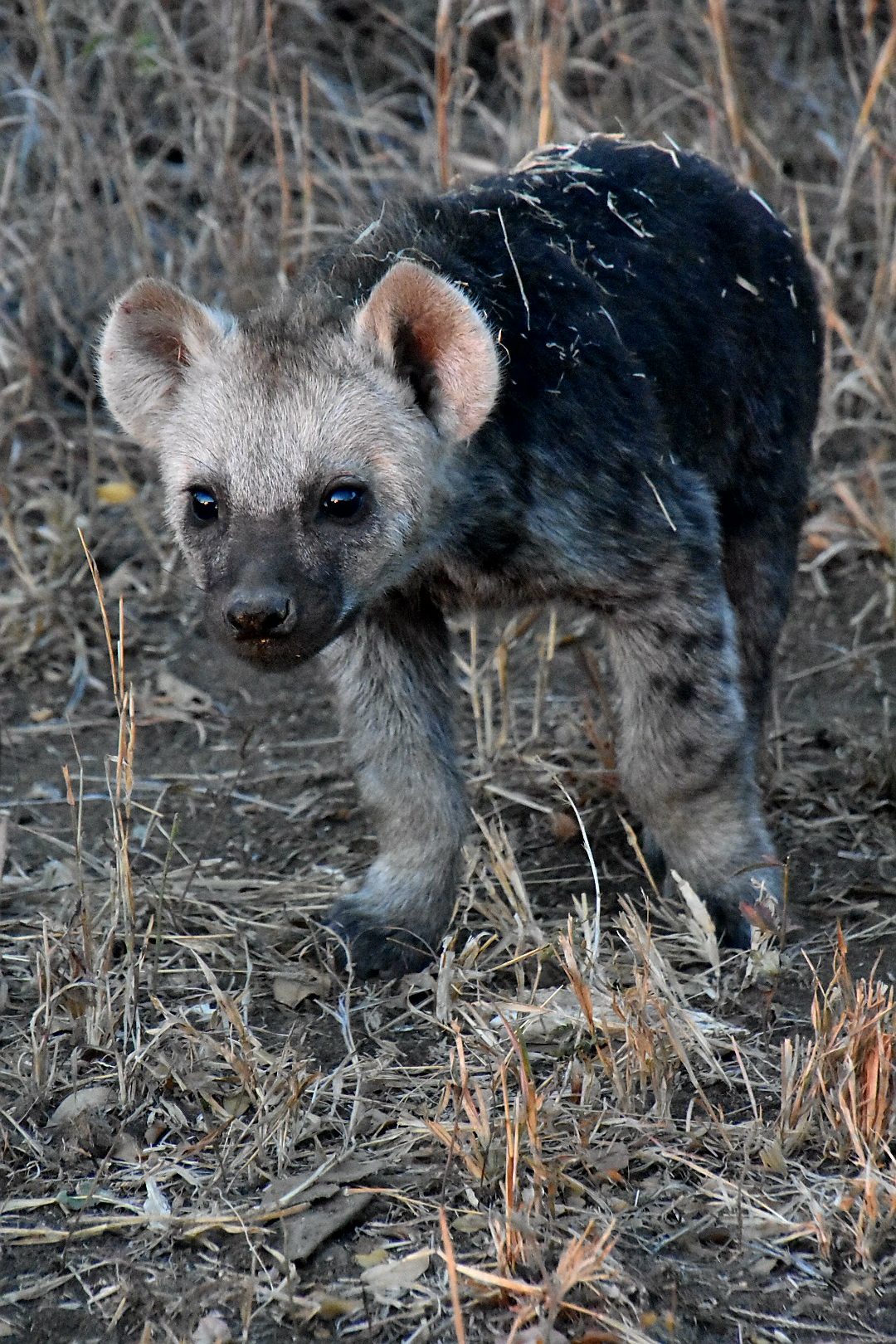 Spotted Hyena – Africa's Ultimate Carnivore? | Completely Unique Safaris