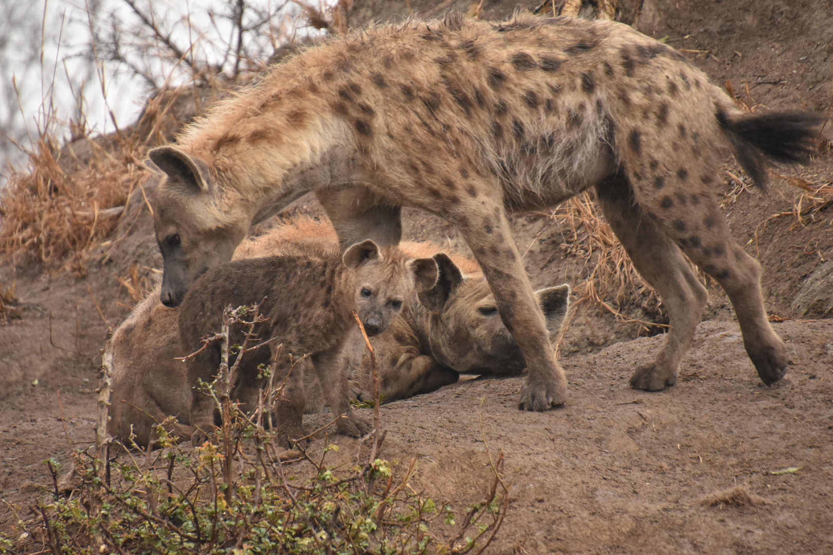 Spotted Hyena – Africa's Ultimate Carnivore? | Completely Unique Safaris