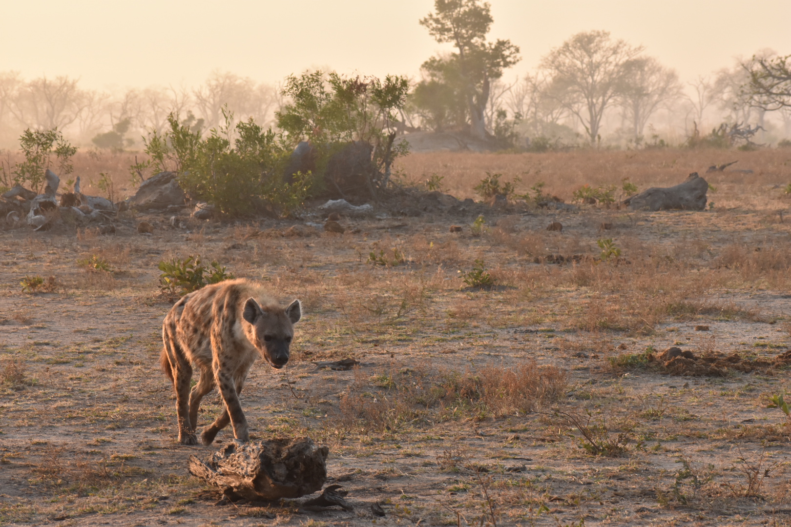 Spotted Hyena – Africa's Ultimate Carnivore? | Completely Unique Safaris
