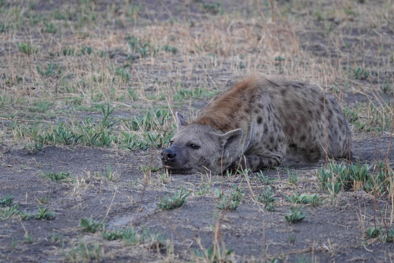 Spotted Hyena – Africa's Ultimate Carnivore? | Completely Unique Safaris
