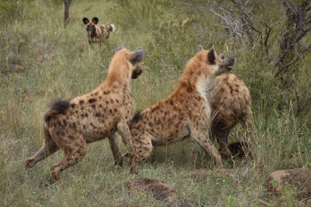 Spotted Hyena – Africa's Ultimate Carnivore? | Completely Unique Safaris