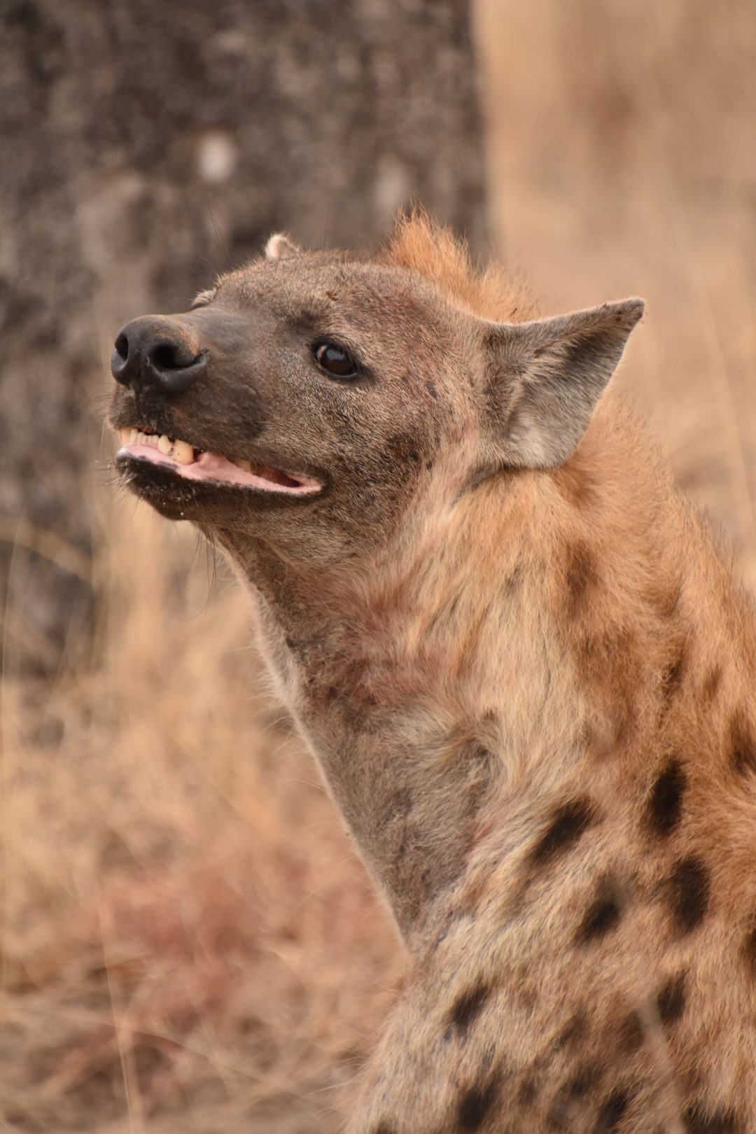 Spotted Hyena – Africa's Ultimate Carnivore? | Completely Unique Safaris