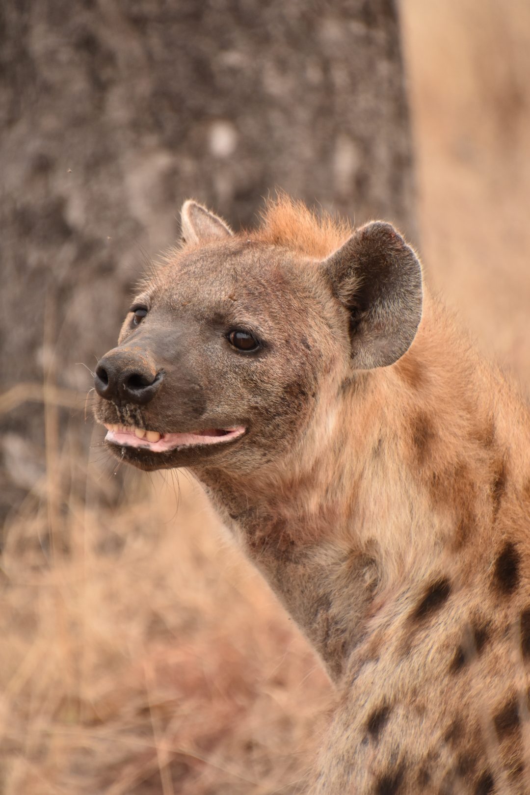 Spotted Hyena – Africa's Ultimate Carnivore? | Completely Unique Safaris