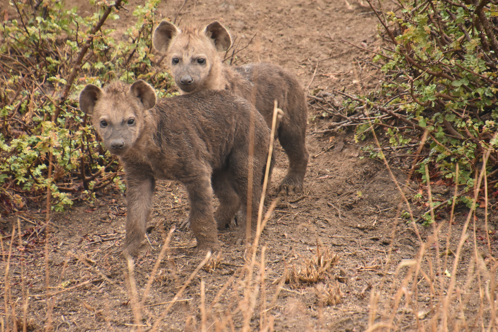 Spotted Hyena – Africa's Ultimate Carnivore? | Completely Unique Safaris