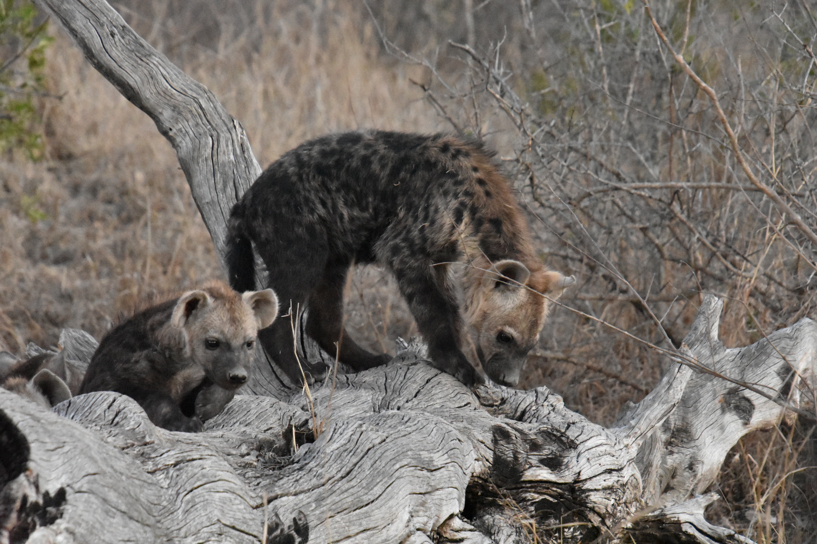 Spotted Hyena – Africa's Ultimate Carnivore? | Completely Unique Safaris
